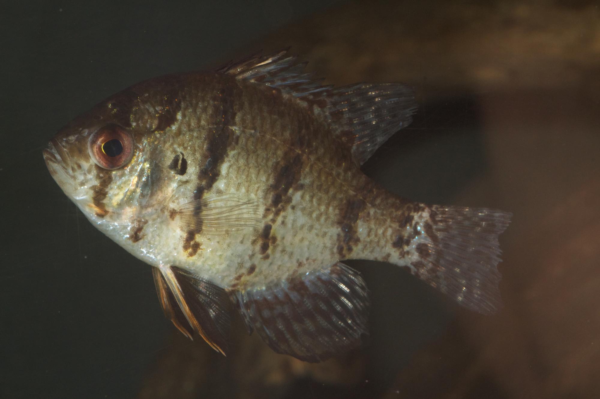 NatureServe in Action | NatureServe