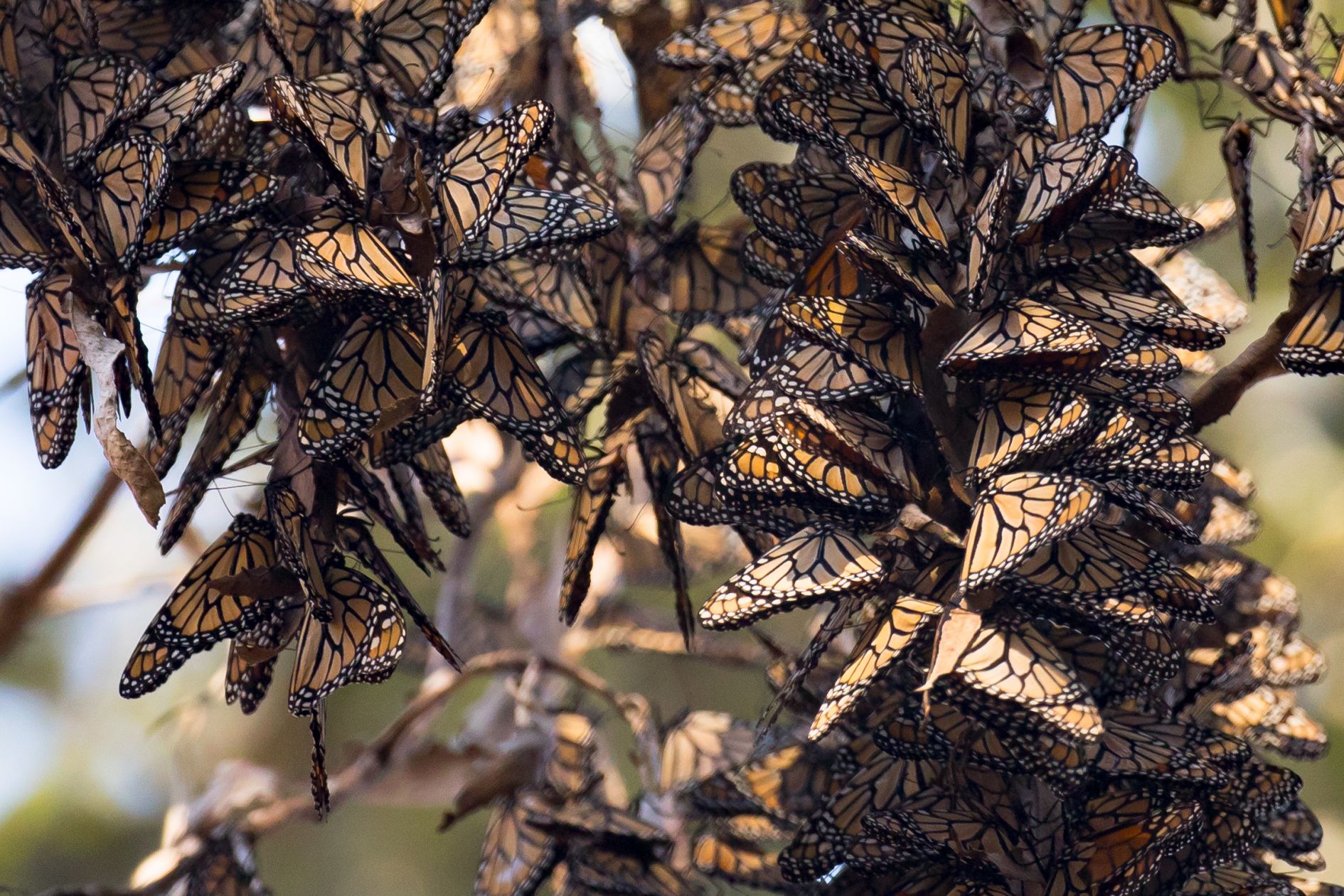 La migración de la mariposa monarca y la paradoja de la gestión ...