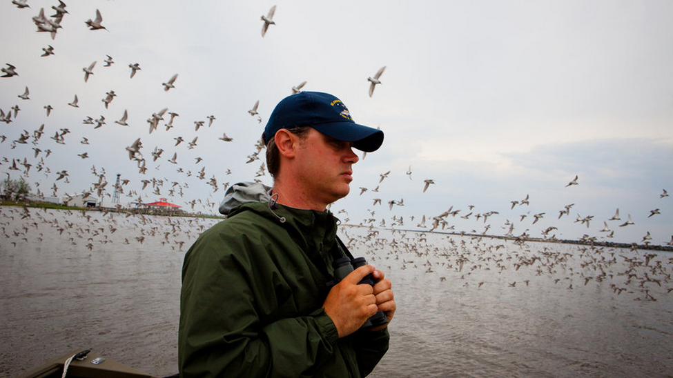In Delaware, a Shorebird’s Survival is Cast into Doubt | NatureServe